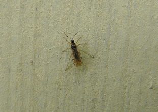The Bug Factor